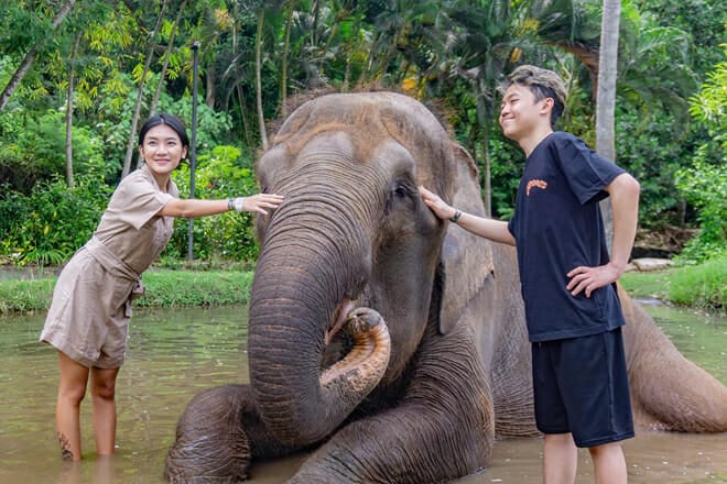 Elephant Care Experience with Mud Bath