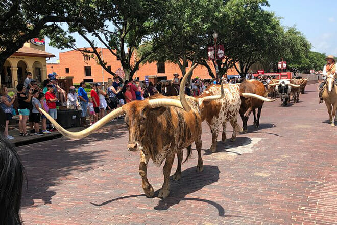 fort worth highlights tour