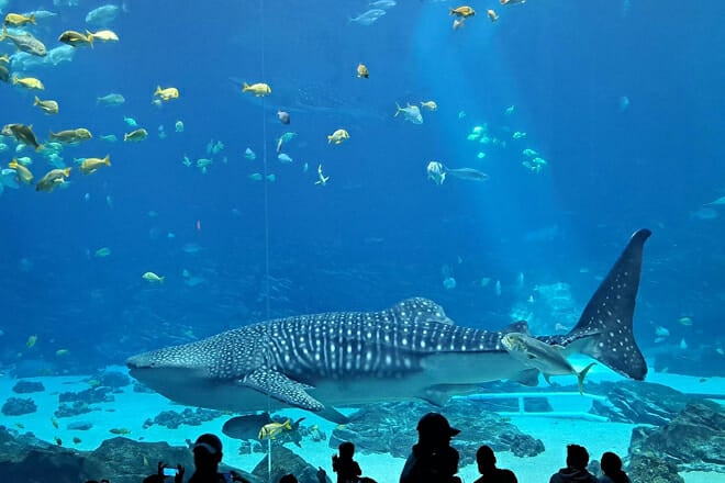 georgia aquarium