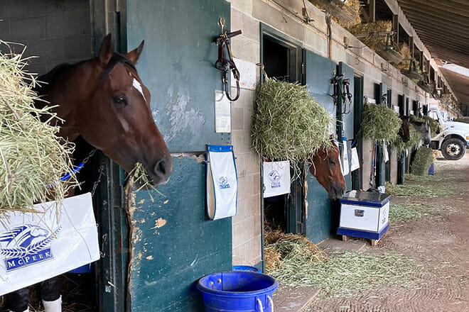 Horse Farm Tour and Keeneland Race Track Visit&nbsp;