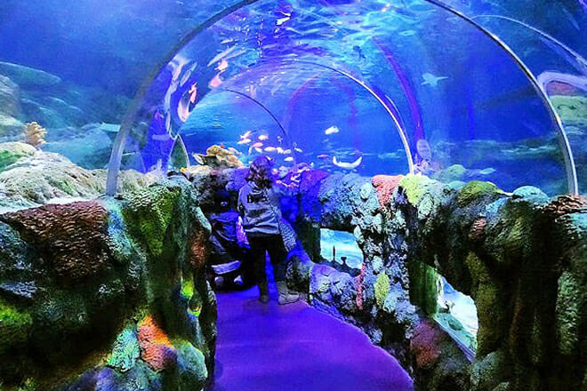 Sea Life Charlotte Concord Aquarium — Concord