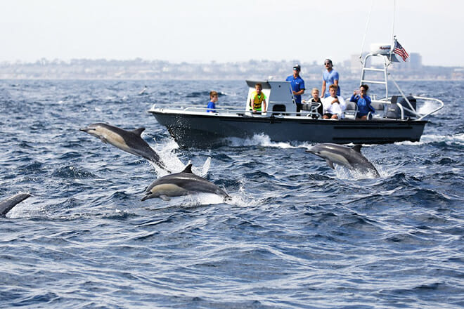 Whale Watching Adventure
