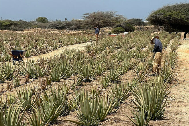 Aruba Aloe