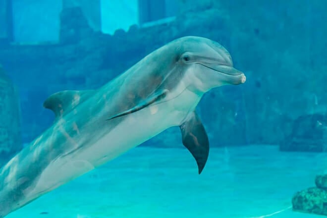 clearwater marine aquarium