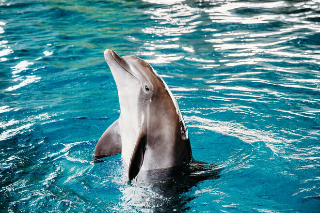 Clearwater Marine Aquarium