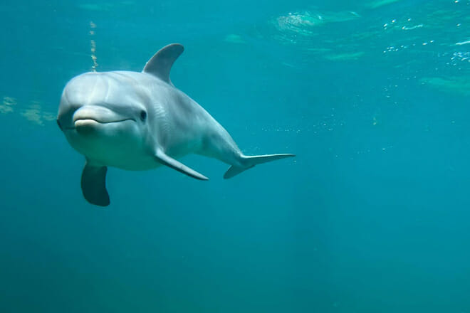 Coral World Ocean Park