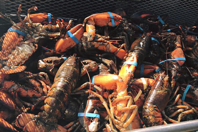 Dana Point Lobster Fest