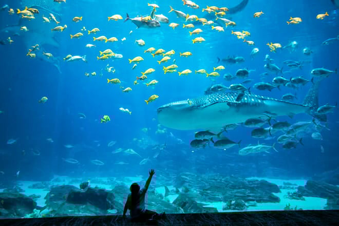 Georgia Aquarium
