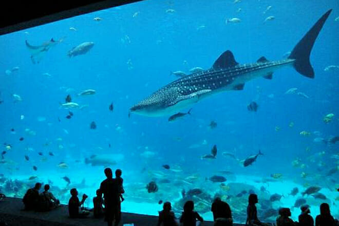 Georgia Aquarium