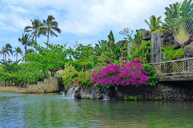 hawaiis unique flora and fauna