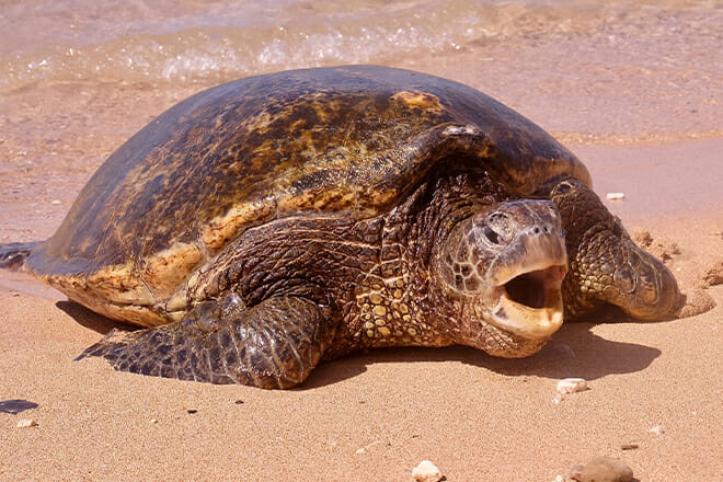 Honu