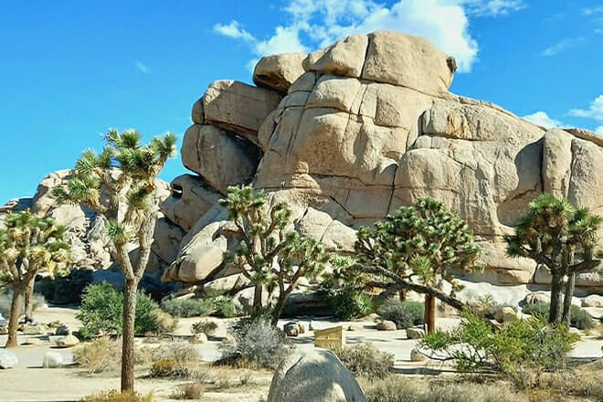 Joshua Tree National Park