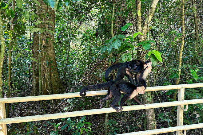 Manuel Antonio National Park
