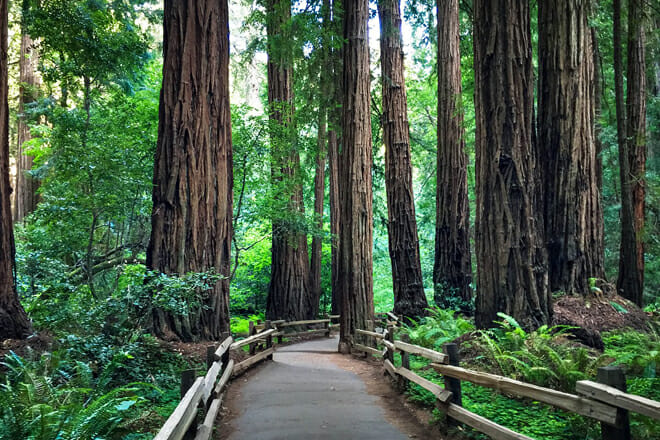 Muir Woods