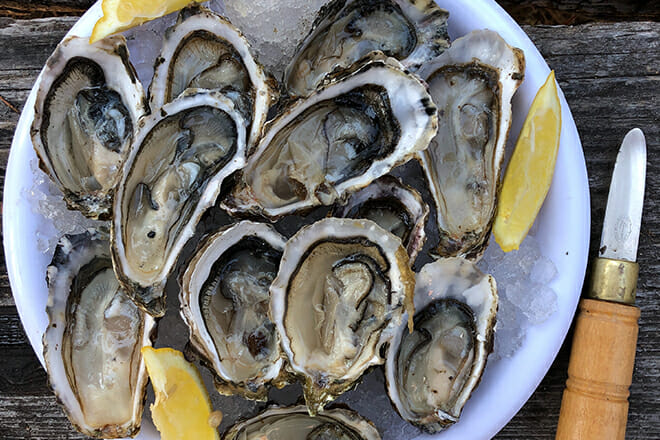 Oysters