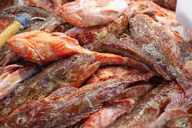 Red Snapper