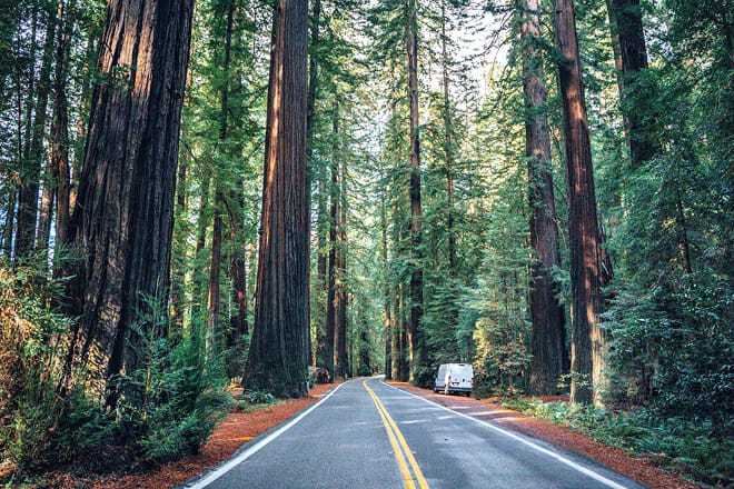 Redwood National and State Parks