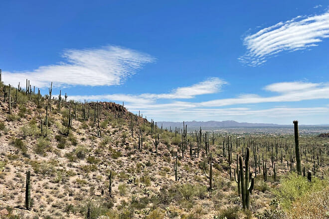 Saguaro National Park
