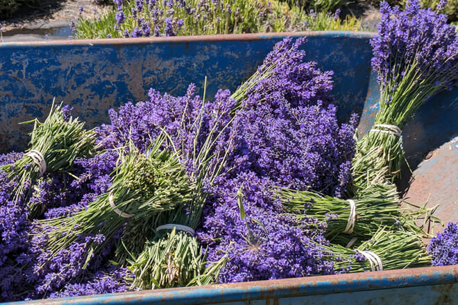 Sequim Lavender Festival