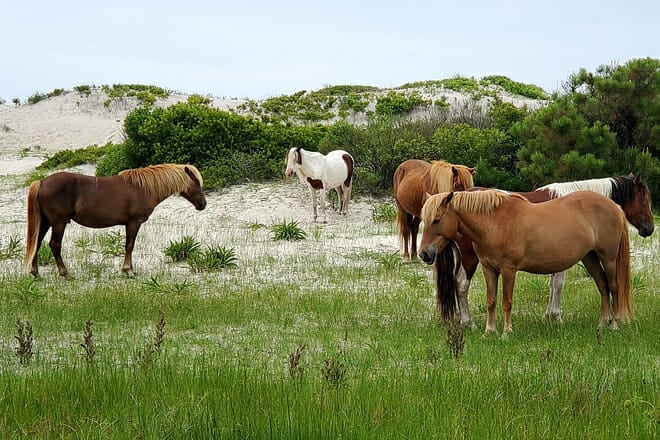 Wild Horses