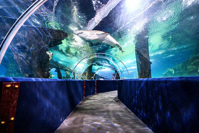 Greater Cleveland Aquarium