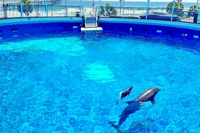 Gulfarium Marine Adventure Park