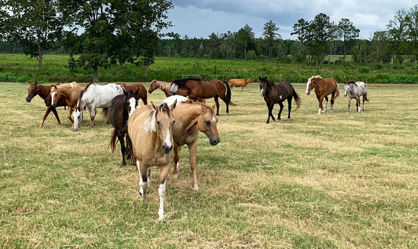 lawton stables travel photo