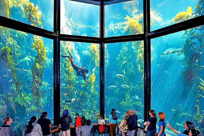 Monterey Bay Aquarium