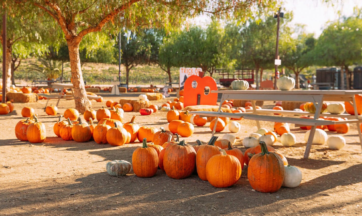 peltzer pumpkin farms travel photo