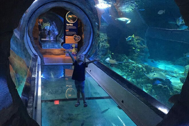 SEA LIFE Arizona Aquarium