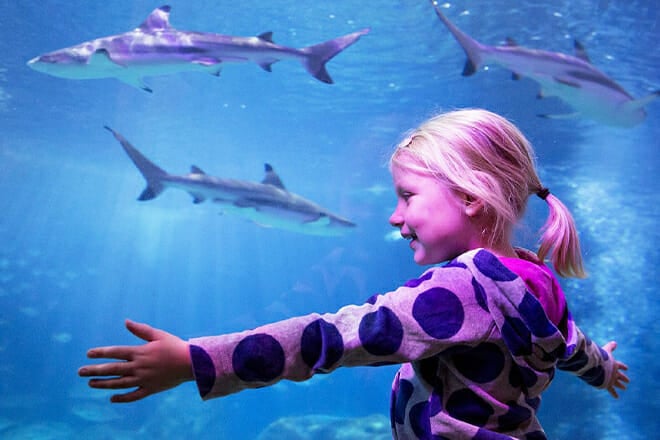 SEA LIFE Michigan Aquarium