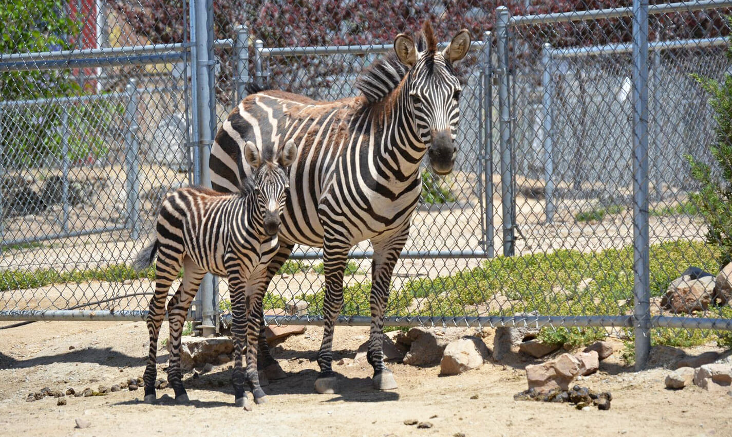 sierra safari zoo travel photo