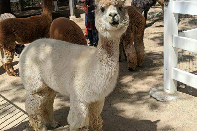 the alpaca hacienda