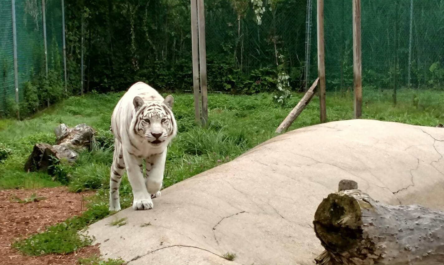 yorks wild kingdom travel photo