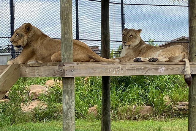 Alabama Gulf Coast Zoo