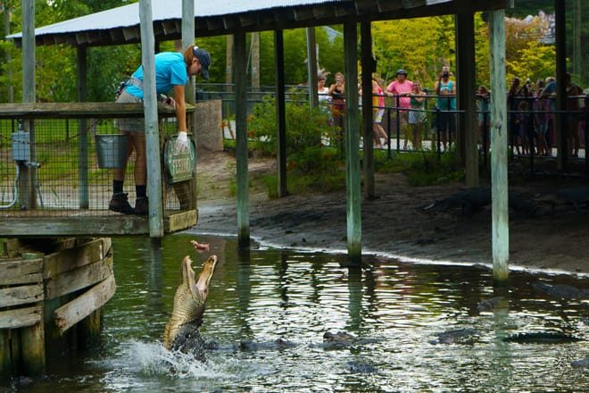Alligator Adventure