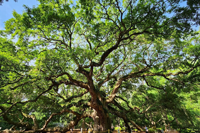 Angel Oak Tree