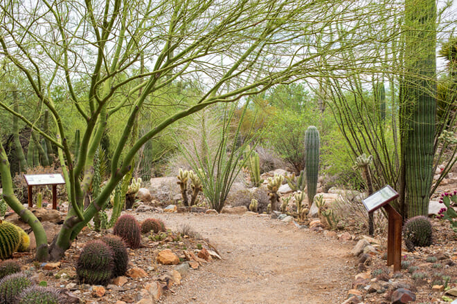 Arizona-Sonora Desert Museum