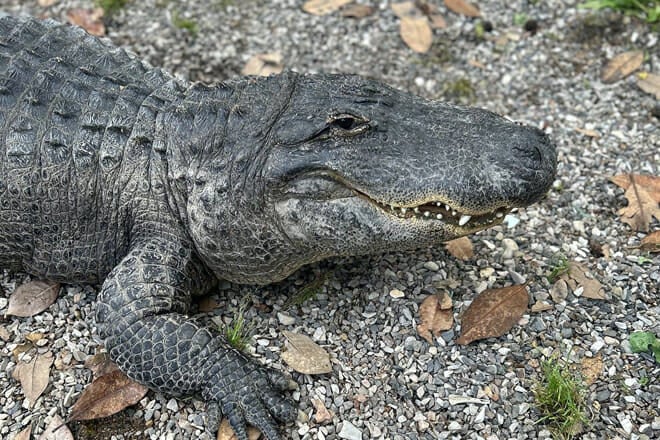 Arkansas Alligator Farm & Petting Zoo