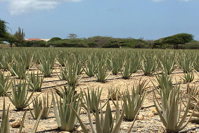 Aruba Aloe Factory Museum and Store