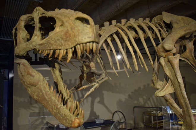 Asheville Museum of Science