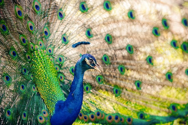 BREC's Baton Rouge Zoo