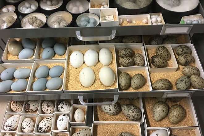 Bean Life Science Museum