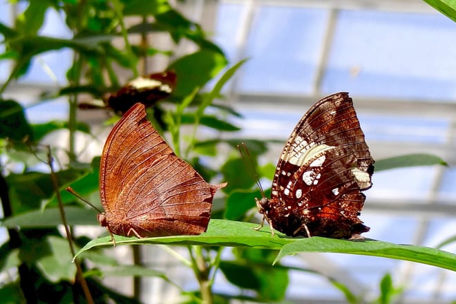 Butterfly Wonderland
