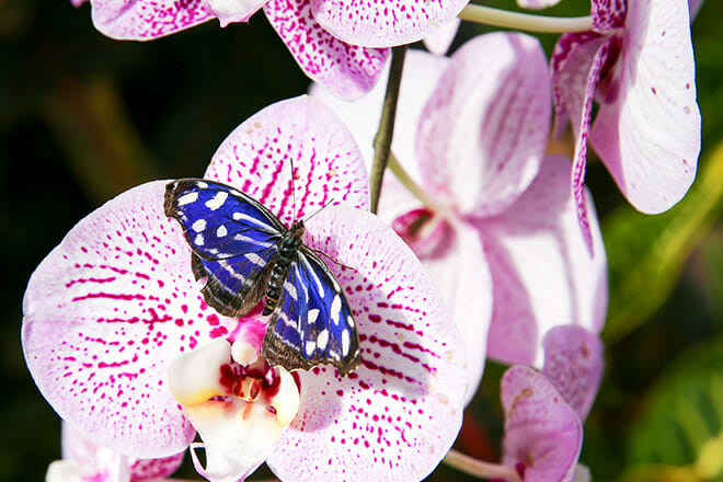 Butterfly Wonderland