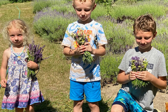 Cape Cod Lavender Farm