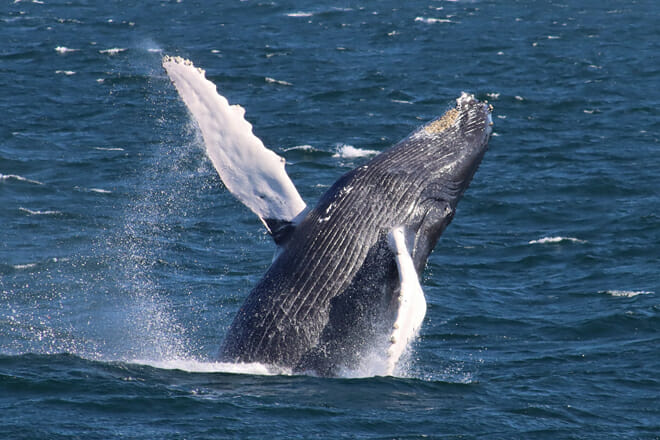 Cape May Whale Watch & Research Center