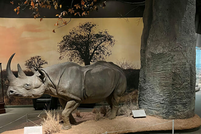 Carnegie Museum Of Natural History