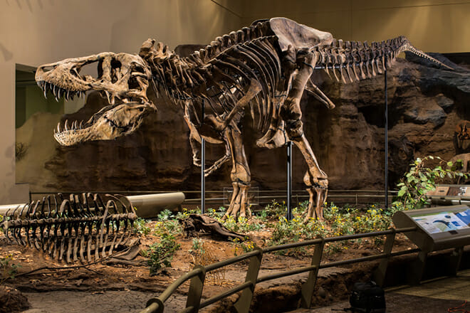 Carnegie Museum of Natural History