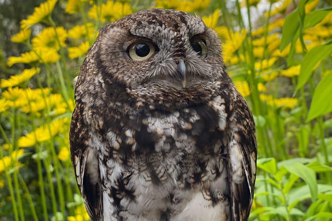 Cascades Raptor Center